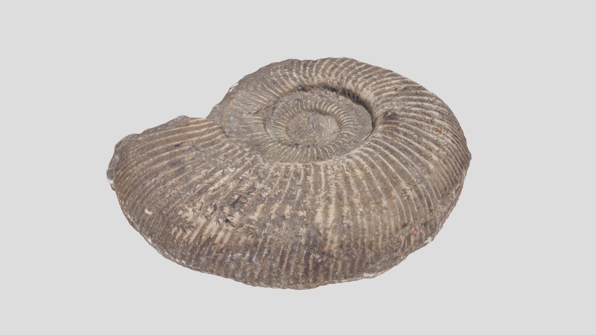 Perisphinctes geron Zittel - 3D model by Department of Geology ...
