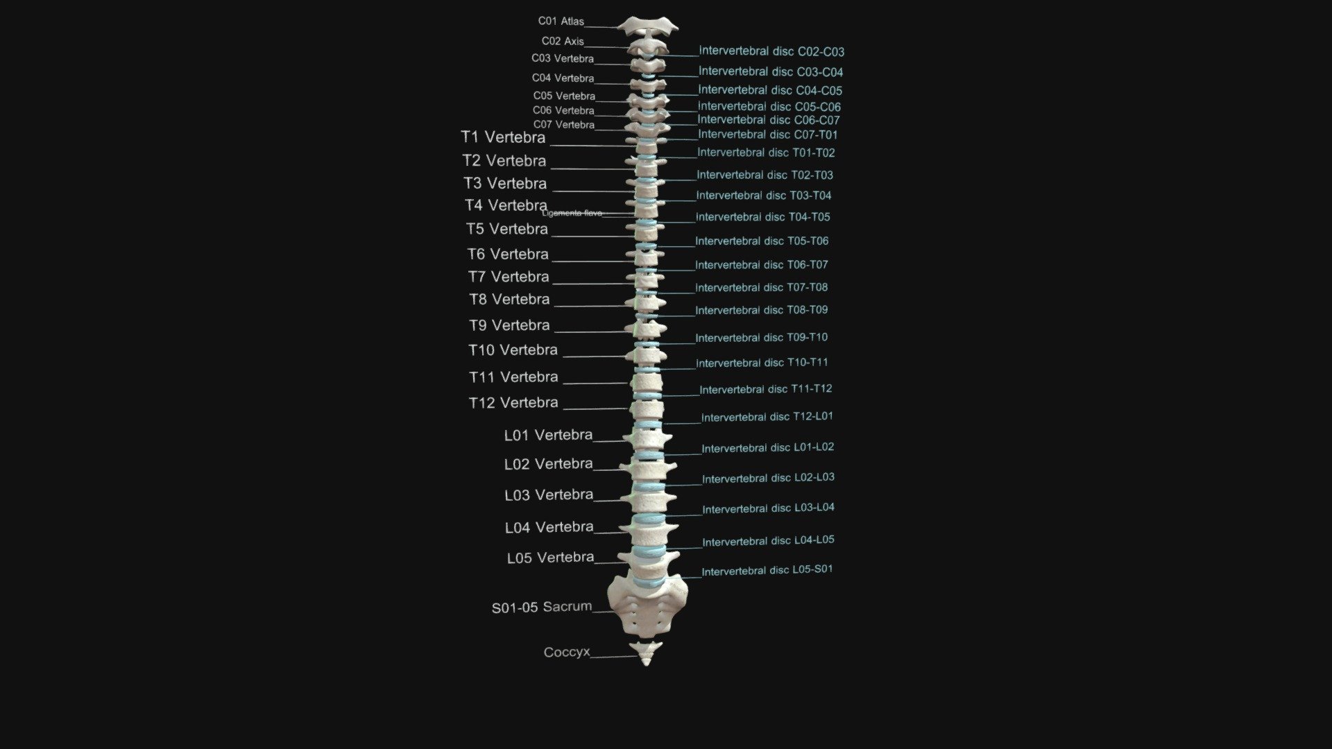 Spine - Backbone - 3D model by 3D4SCI [4706cf2] - Sketchfab