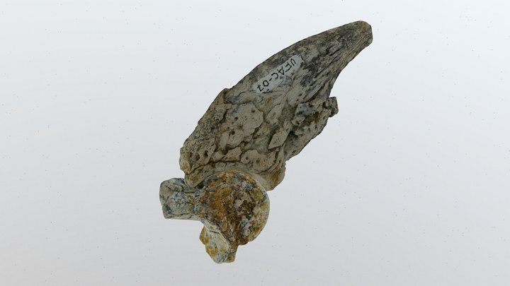 Ground-sloth 3D models - Sketchfab