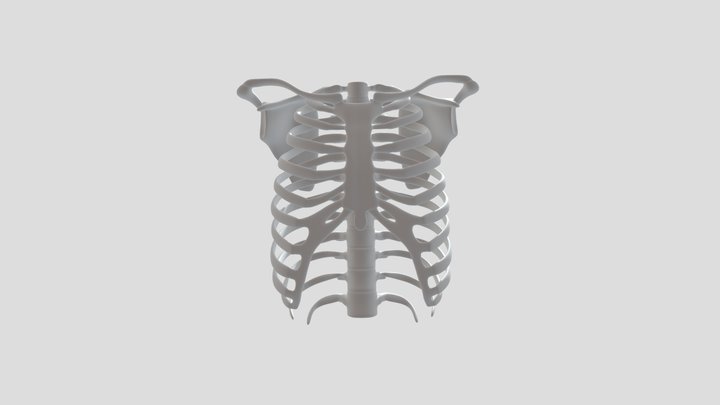 Ribcage 3D models - Sketchfab