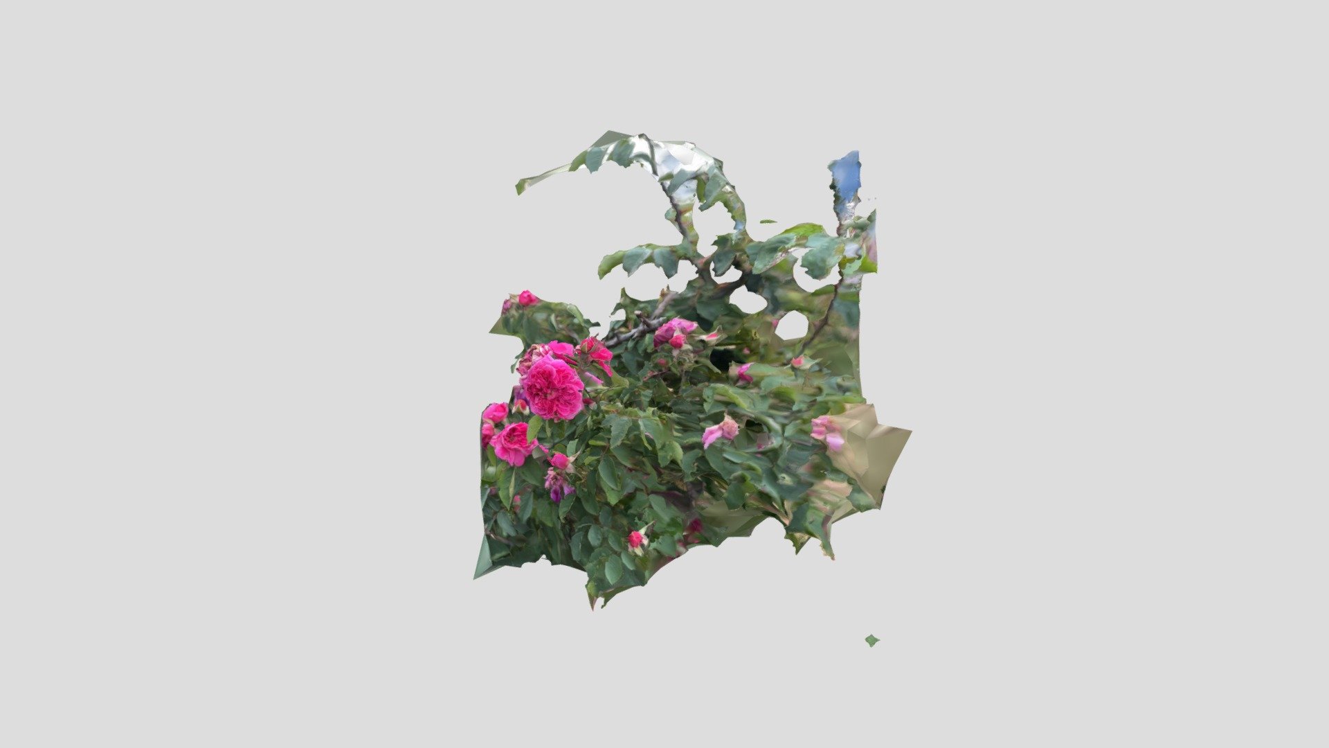 Flower Pink 01 - Download Free 3D model by mal007 [47115dd] - Sketchfab