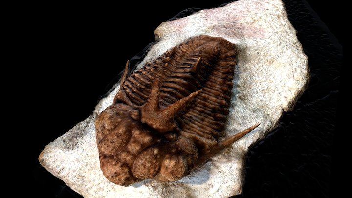 Trilobyte 3D models - Sketchfab