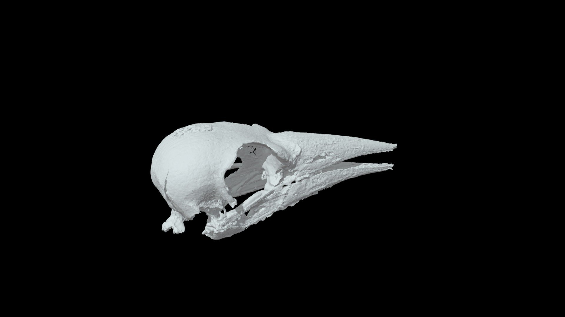 Australian Magpie (Gymnorhina tibicen) - Download Free 3D model by ...