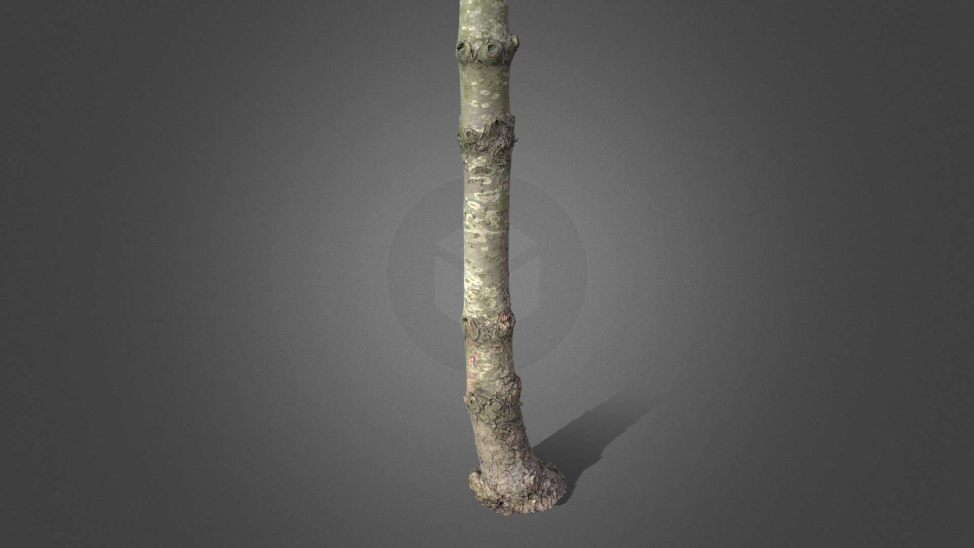 Pine Tree Sapling Trunk - Scan / PBR / 8k - 3D model by Edd (@Quadpatch ...
