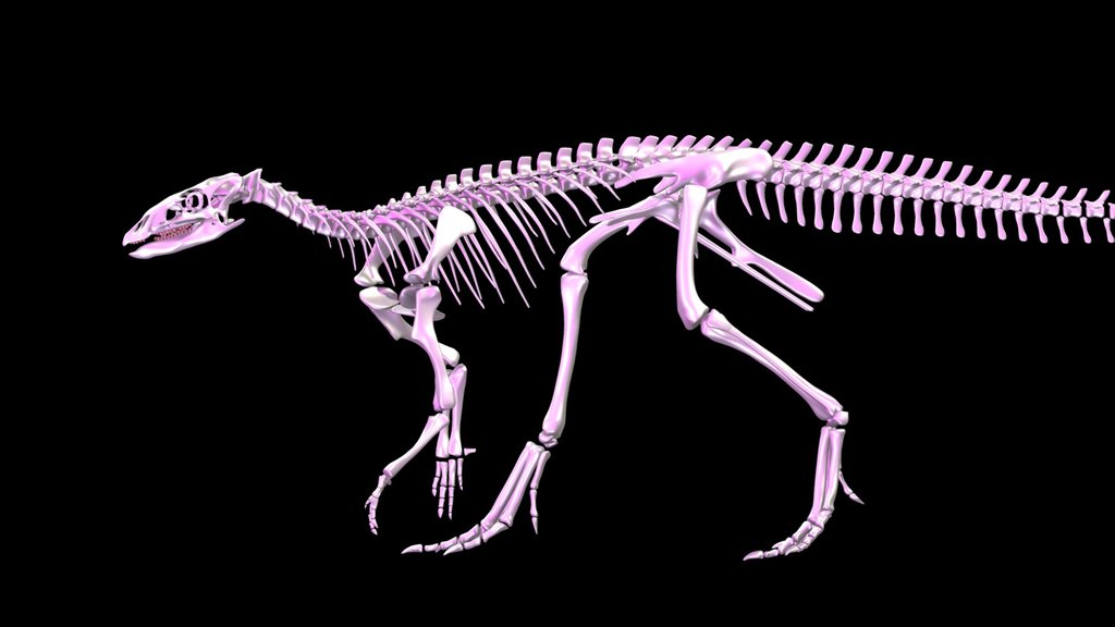3D Skeletal Reconstructions - Astrid - A 3D model collection by Evans ...
