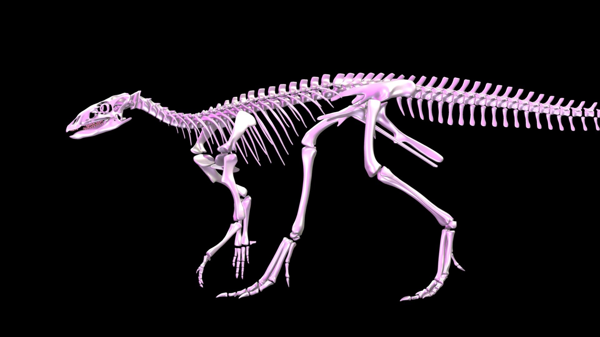 Leaellynasaura sp. Reconstruction & Animation - 3D model by Evans EvoMorph Lab (@arevans ...