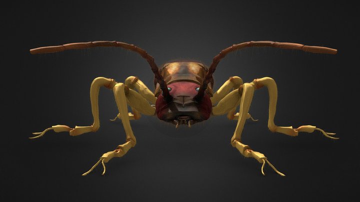 Earwig 3D models - Sketchfab
