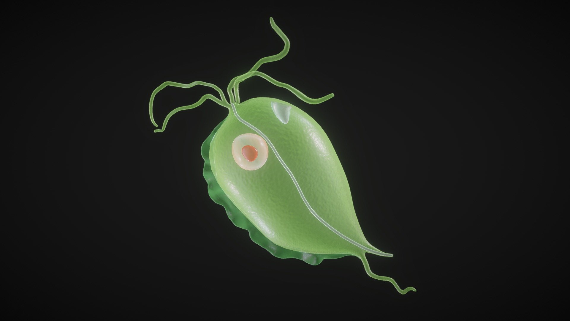 Trichomoniasis (trich) Disease - Buy Royalty Free 3D model by Nima ...