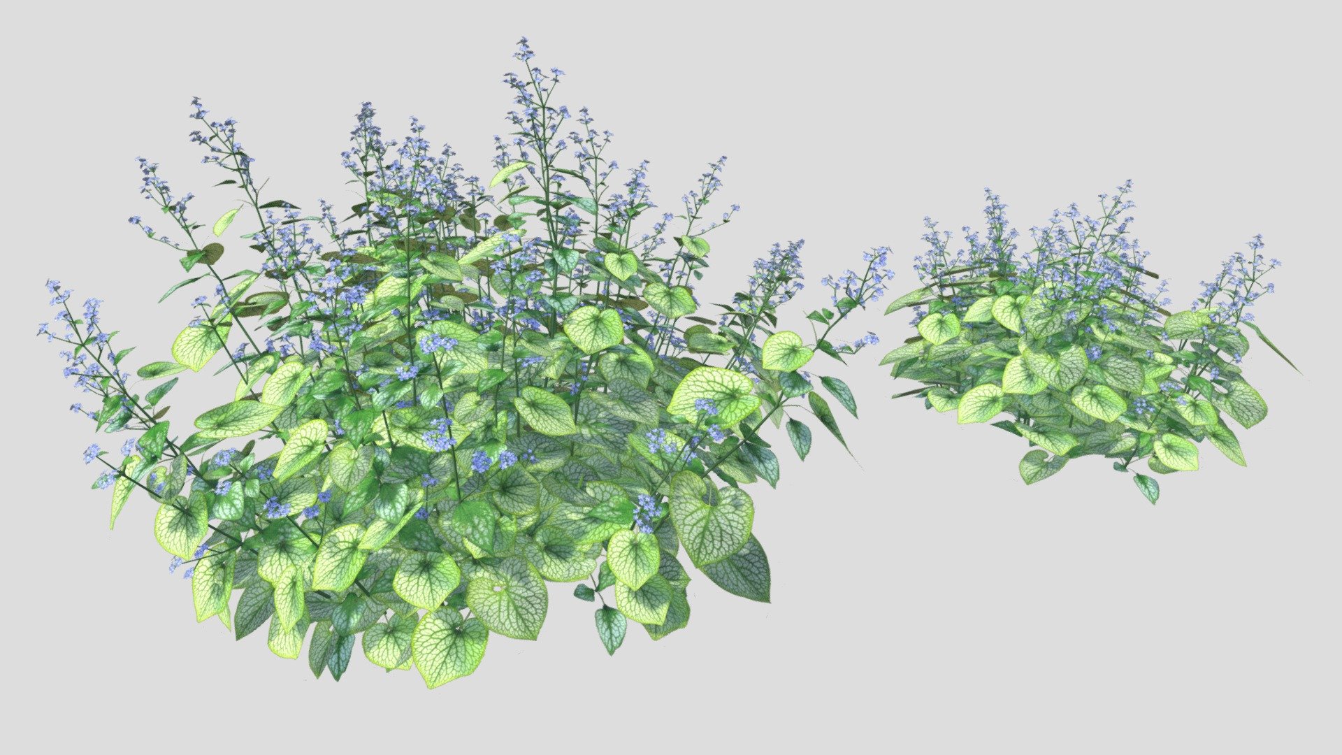 Brunnera Macrophylla ' Jack Frost' - Buy Royalty Free 3D model by Nico ...