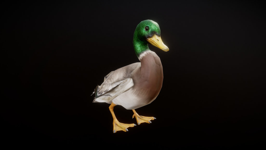 Duck - A 3D model collection by Anastasia (@Anastasia1999) - Sketchfab