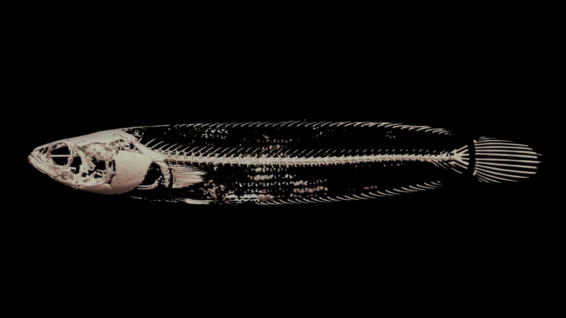 Burmese Snakehead, Channa harcourtbutleri - 3D model by ffish.asia ...