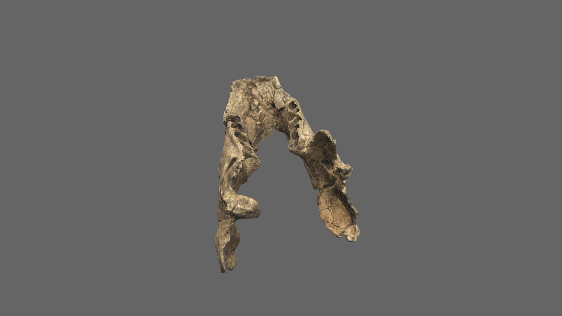 WSC13902 Paramylodon harlani mandible - Download Free 3D model by ...