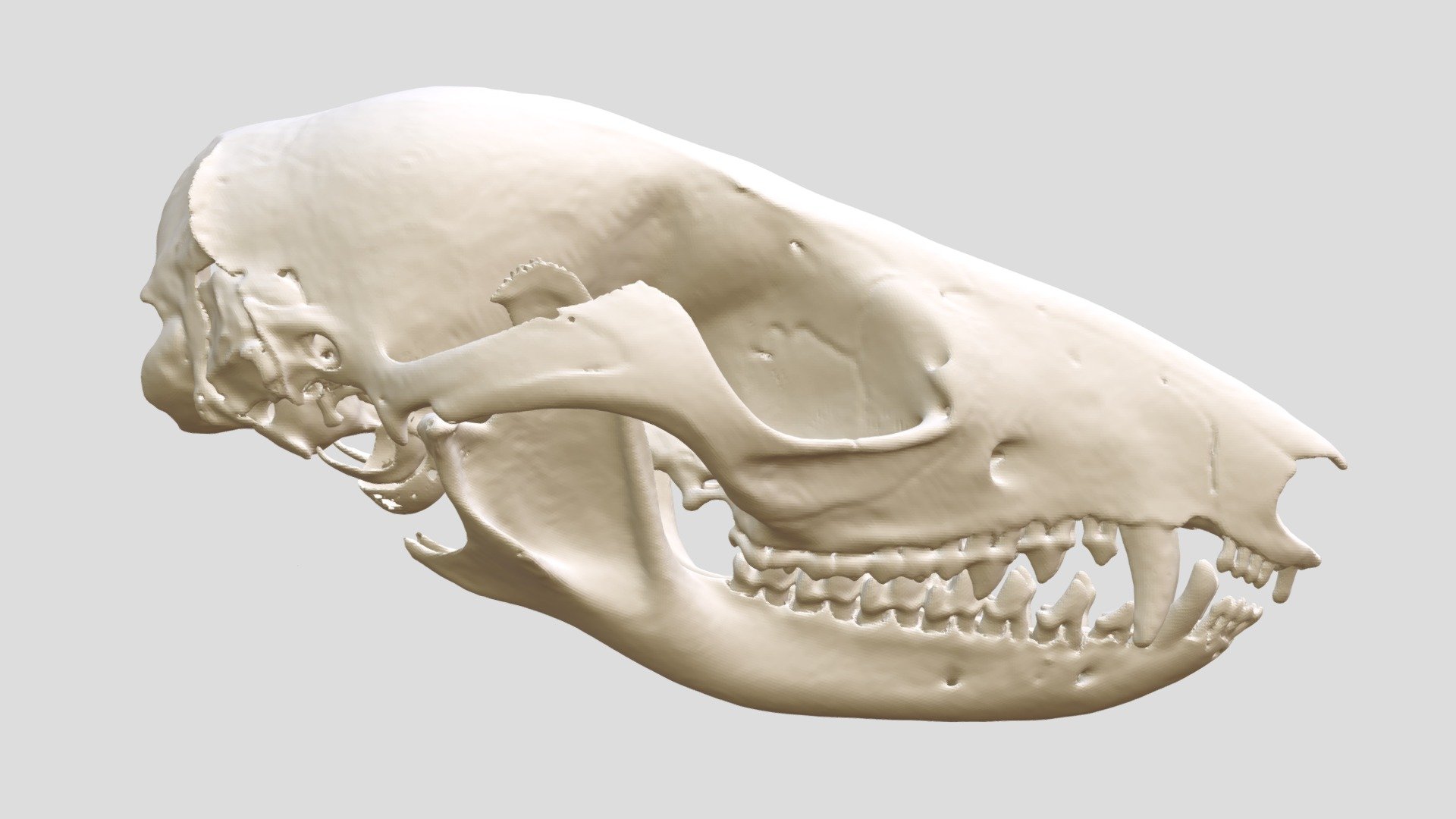 Cryptonanus unduaviensis (MSB:Mamm:57000) - Download Free 3D model by ...