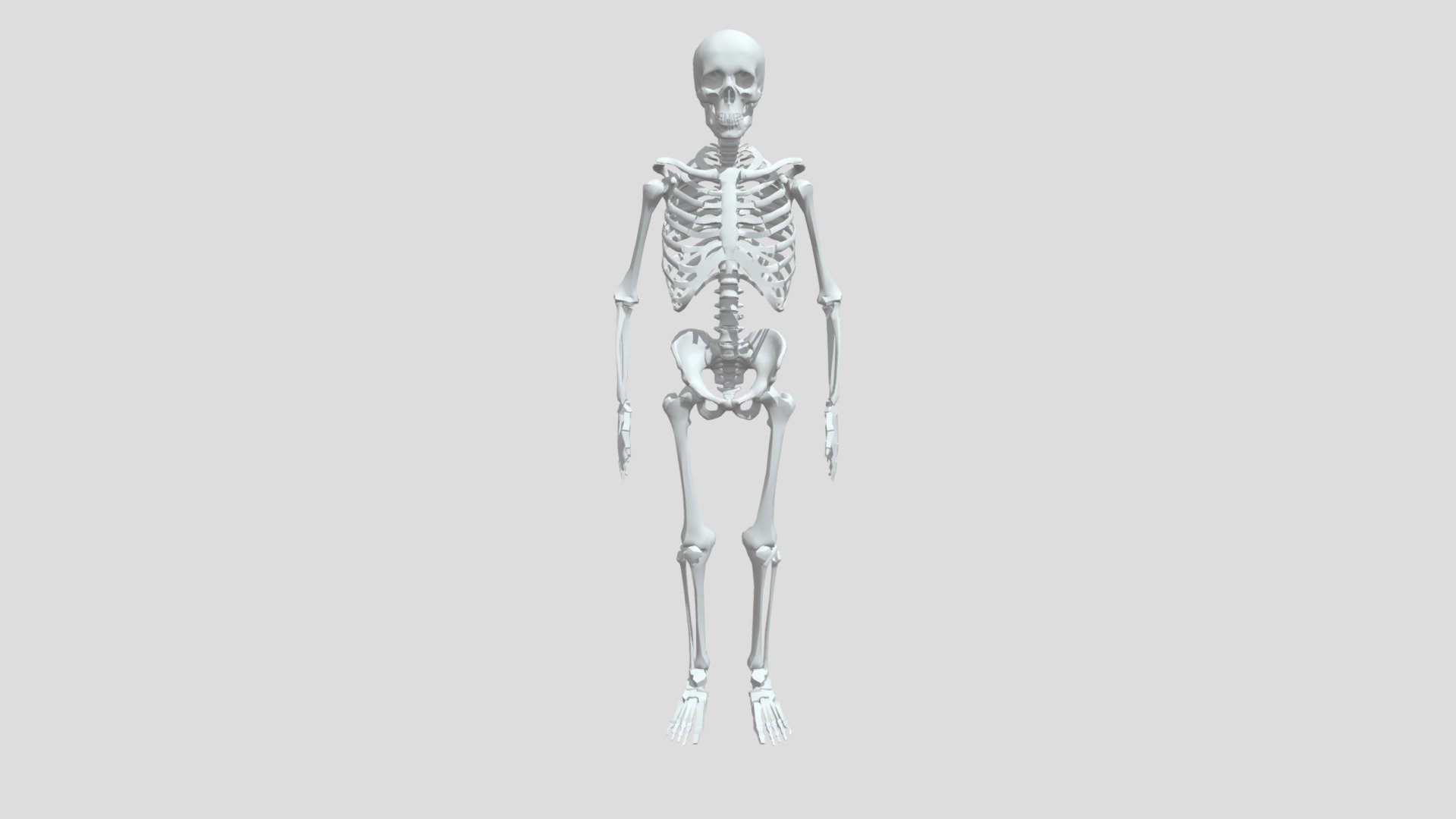 Skeleton - Download Free 3D model by slbn.ciamis0311 [4739087] - Sketchfab