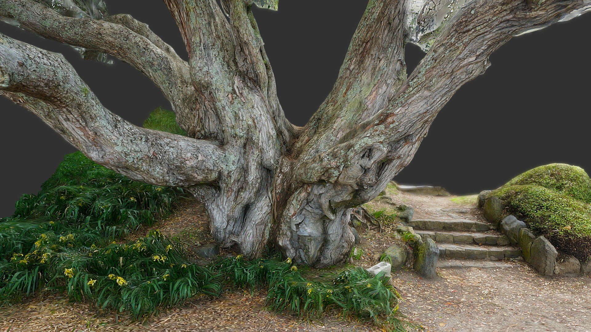 Pohutukawa tree at Takapuna beach - Download Free 3D model by b_nealie ...