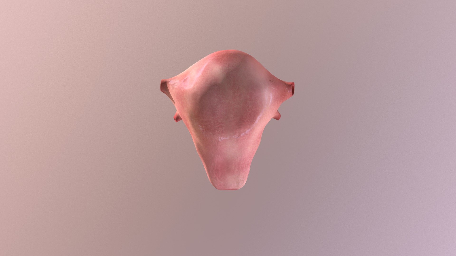 Human Uterus - 3D model by Termanis95 [4745700] - Sketchfab