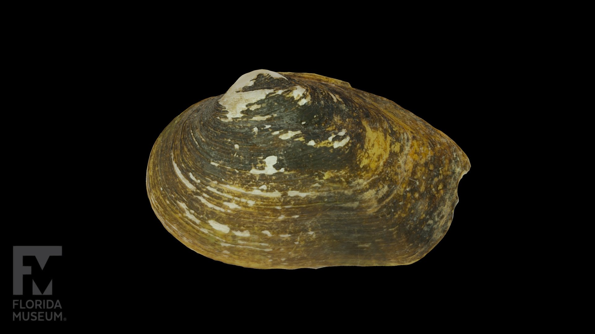 Littlewing pearlymussel - Freshwater Mussel - 3D model by FloridaMuseum ...