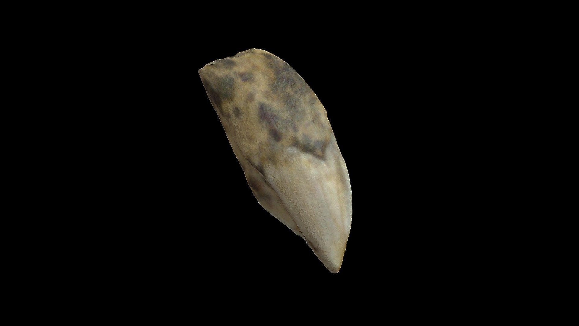 Pig Canine - 3D model by MDOTarchaeology [475e9a5] - Sketchfab