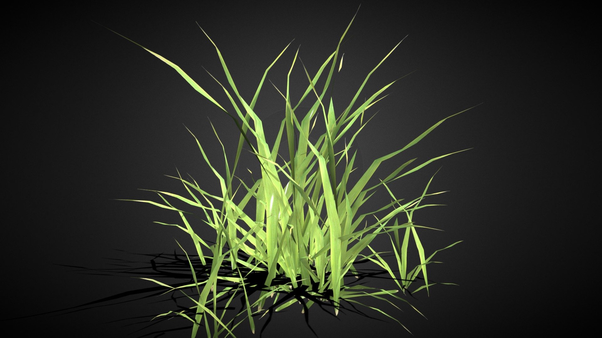Realistics grass 07 - Download Free 3D model by POLYSCAN (@POLYSCAN3D) [475ee85] - Sketchfab
