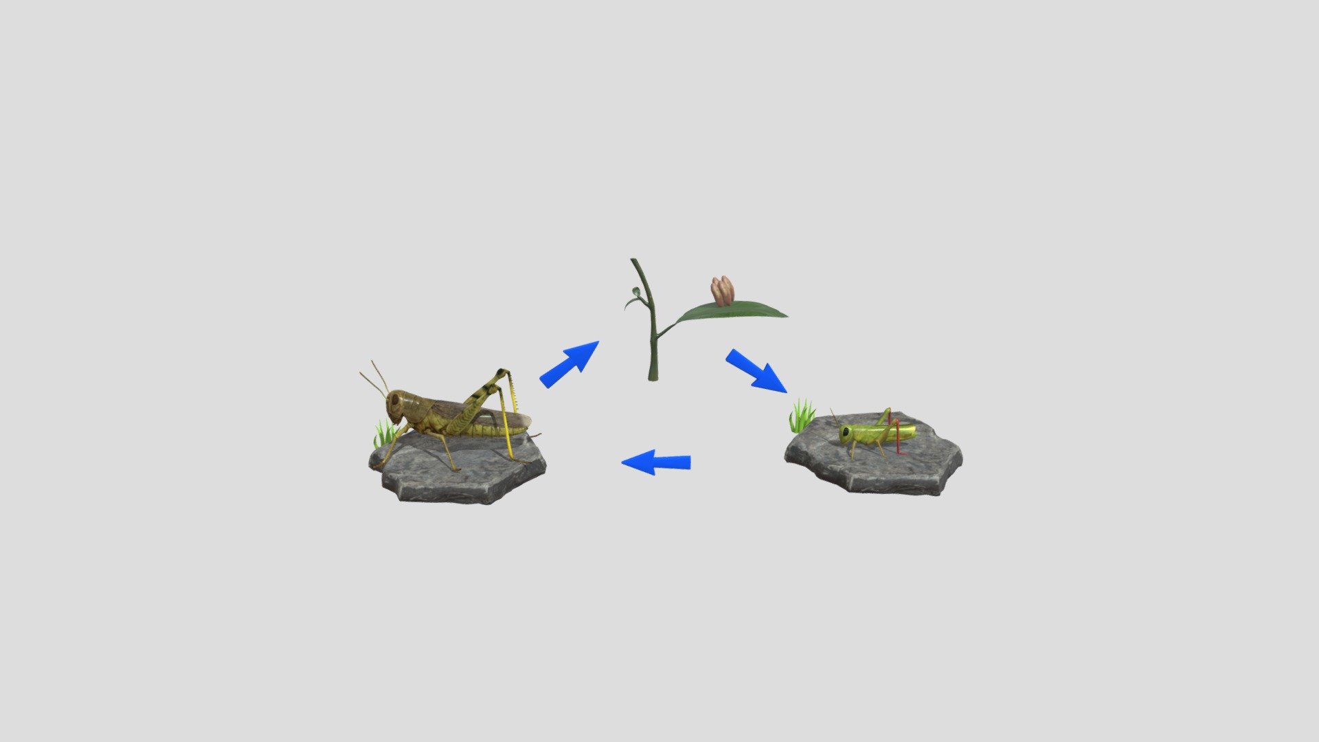 Metamorphosis Belalang - Download Free 3D model by TriElvina [4765344 ...