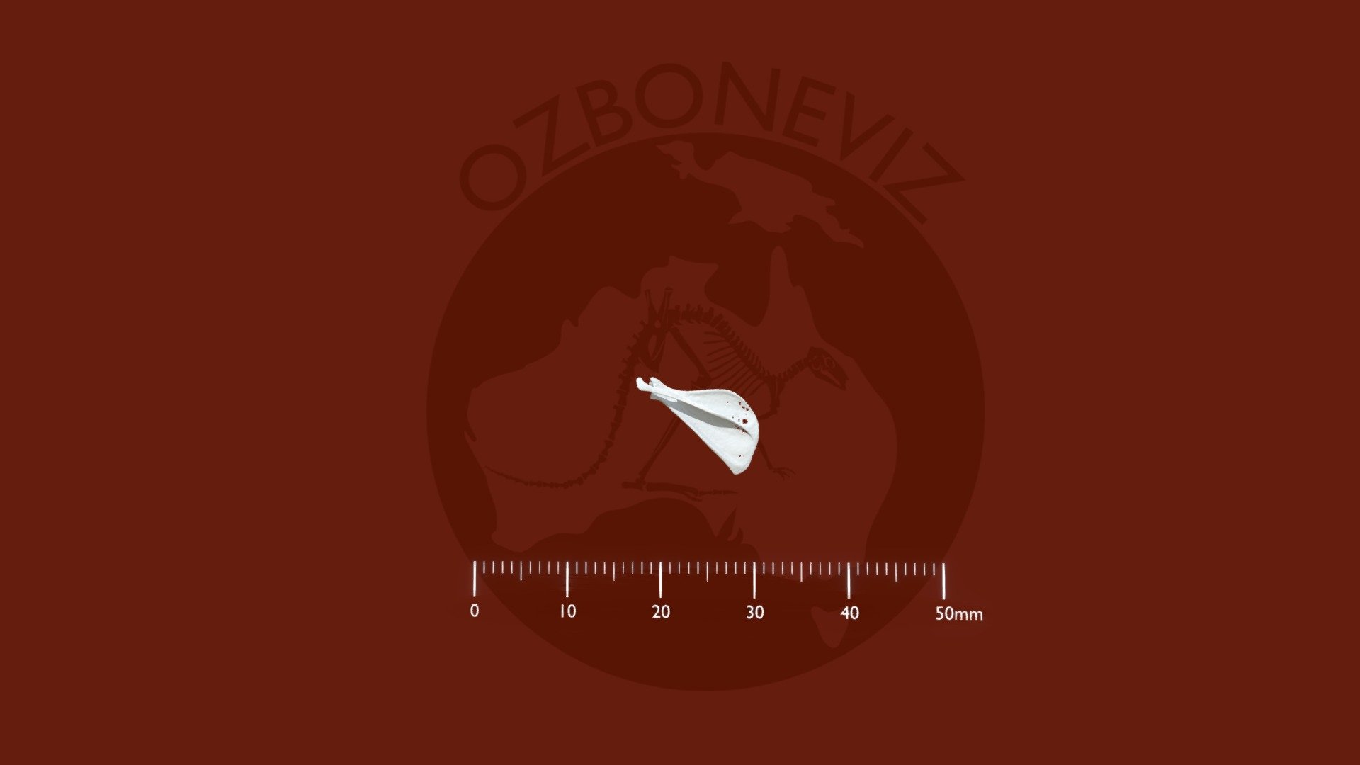 Mitchell's hopping mouse scapula - 3D model by Ozboneviz [47653e5 ...