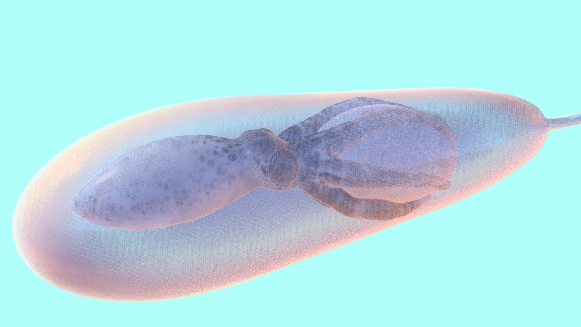 OCTOPUS EGG / lARVAE - Buy Royalty Free 3D model by PARSONSARTS ...