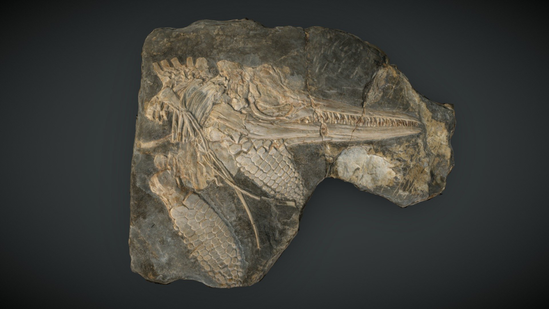 Ichthyosaurus Communis - 3D model by ThinkSee3D [4778ef7] - Sketchfab