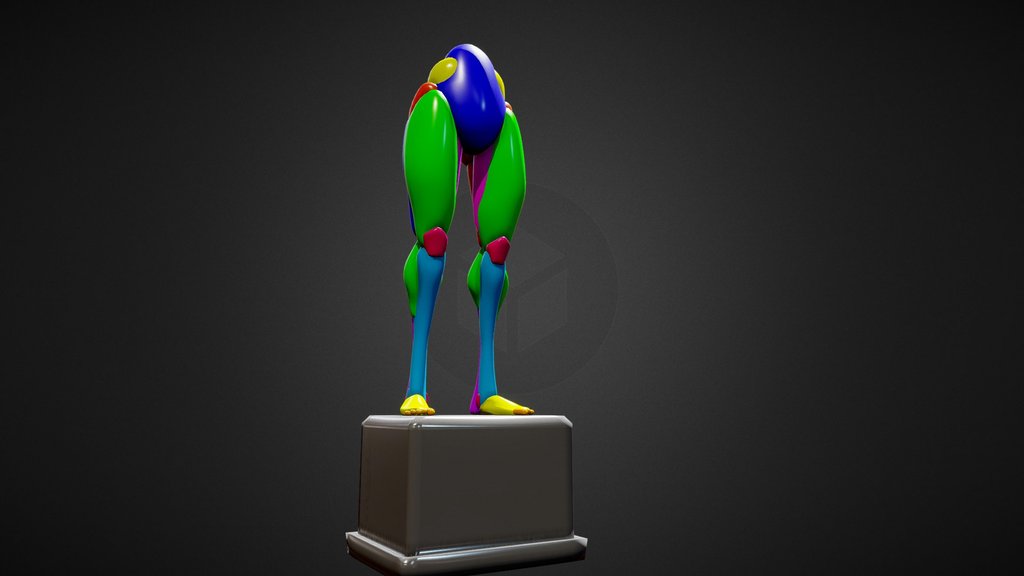 Leg anatomy and reference - A 3D model collection by Inky (@Dontleh ...