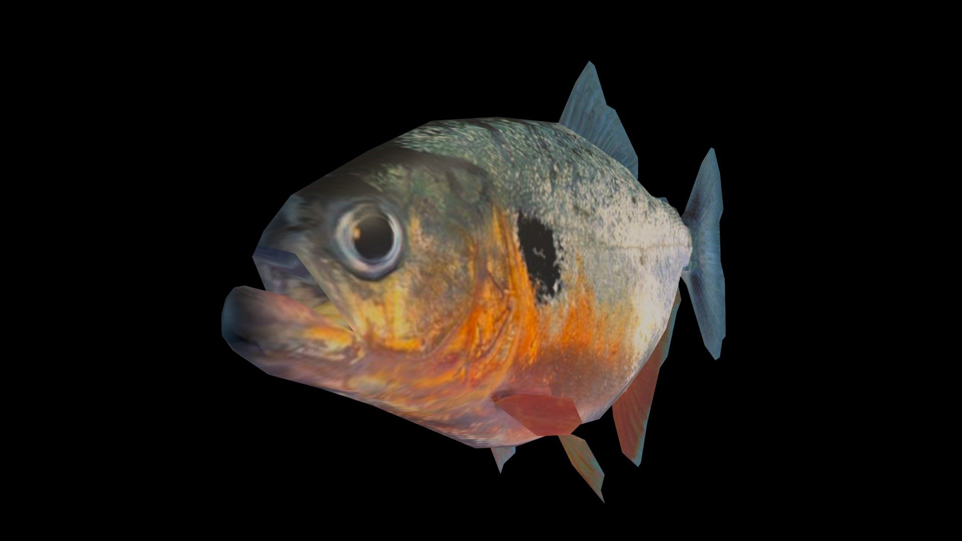 Piranha - 3D model by Meee [4782ff6] - Sketchfab