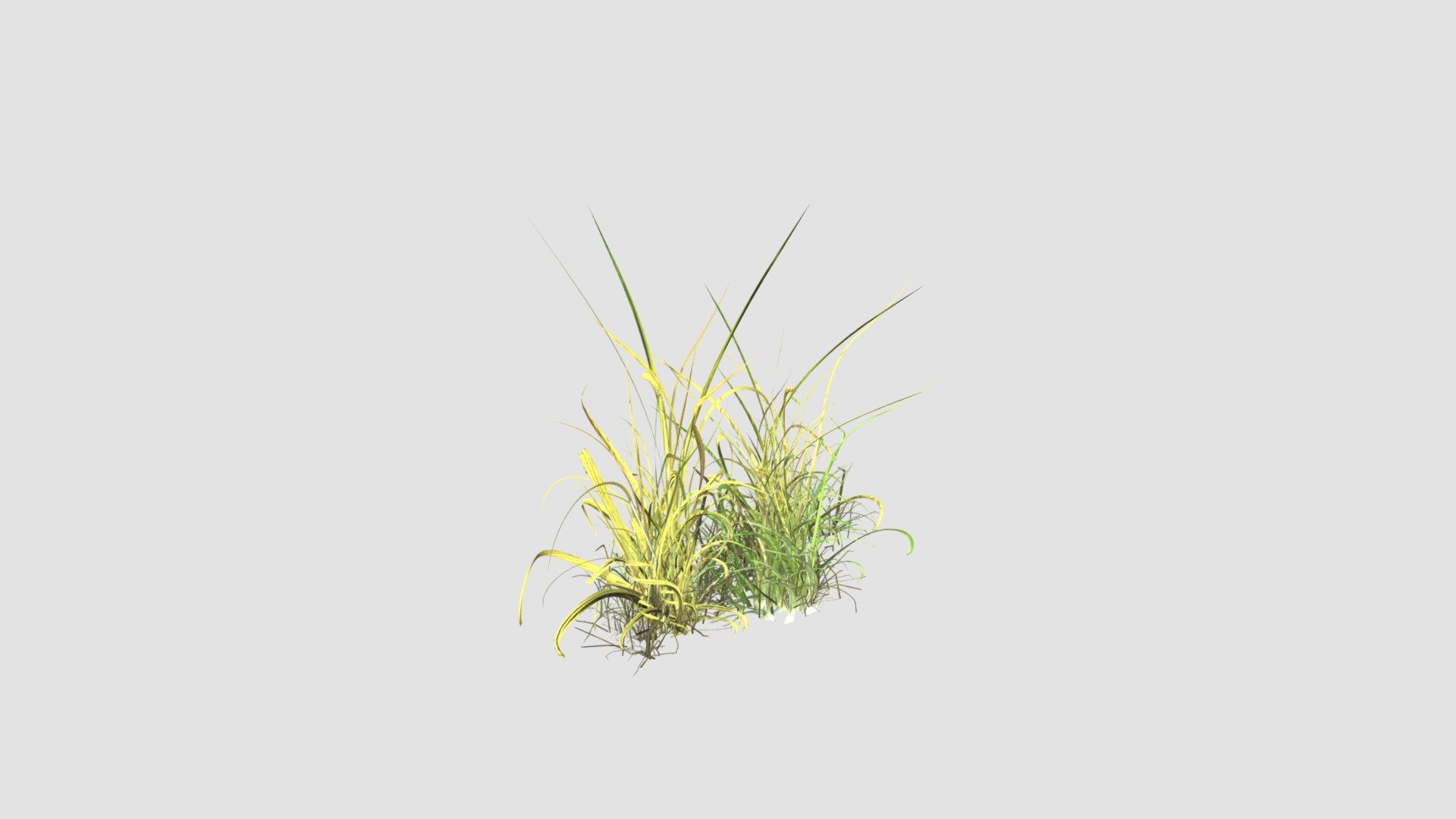 simple grass - Buy Royalty Free 3D model by Evermotion [47a4027 ...