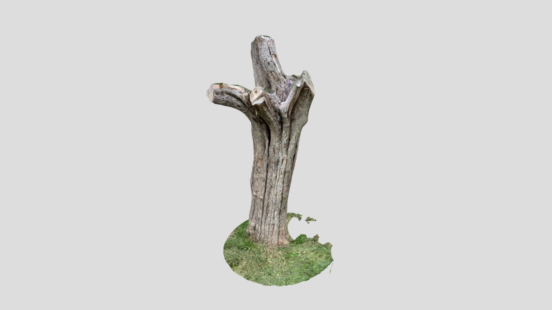 Tree Trunk Mega Scan - 3D model by BenMcCarthy1995 [47a4ece] - Sketchfab
