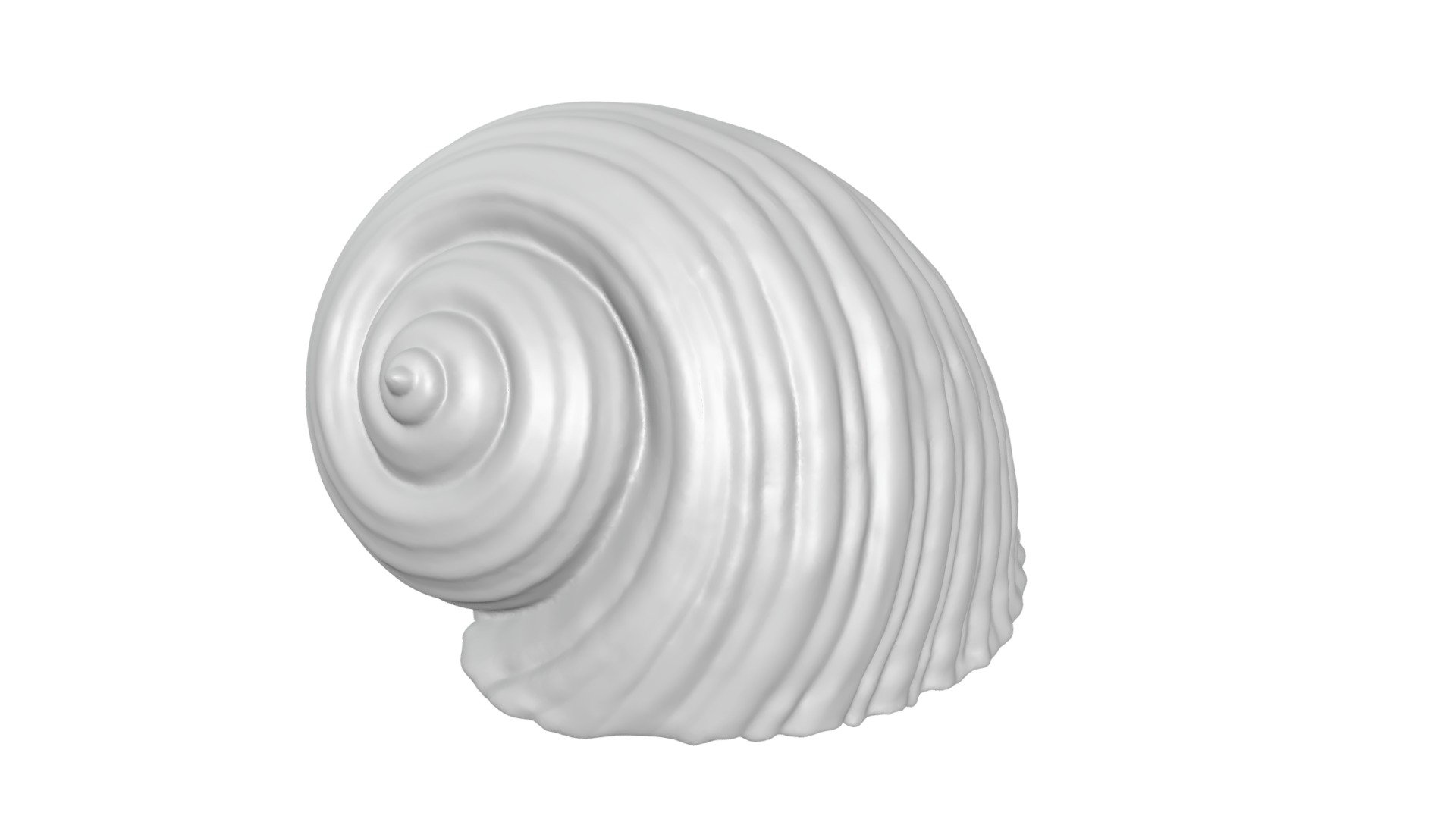 Shell - seashell - conch - Buy Royalty Free 3D model by Anima artist's ...