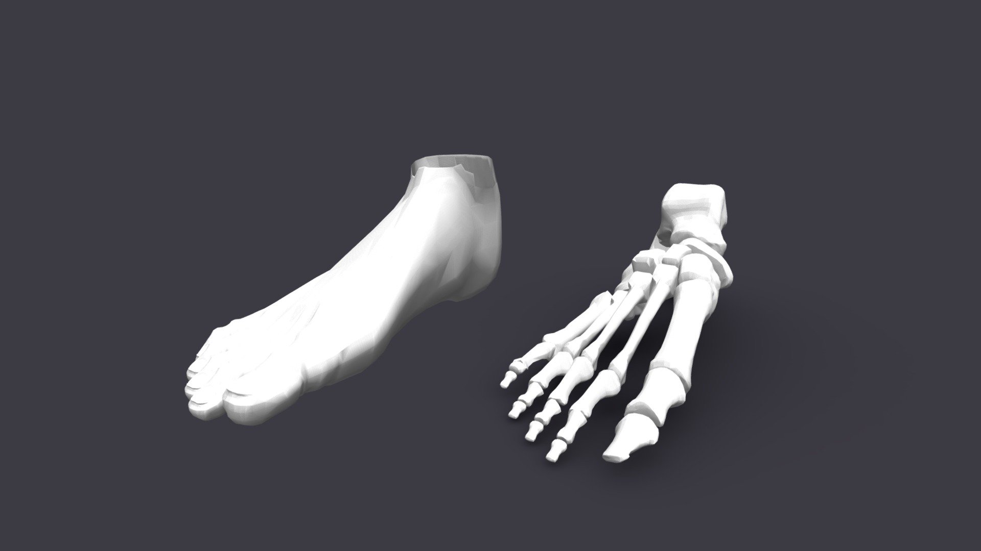 Foot Skeleton&Skin - Download Free 3D model by 1225659838@qq.com ...