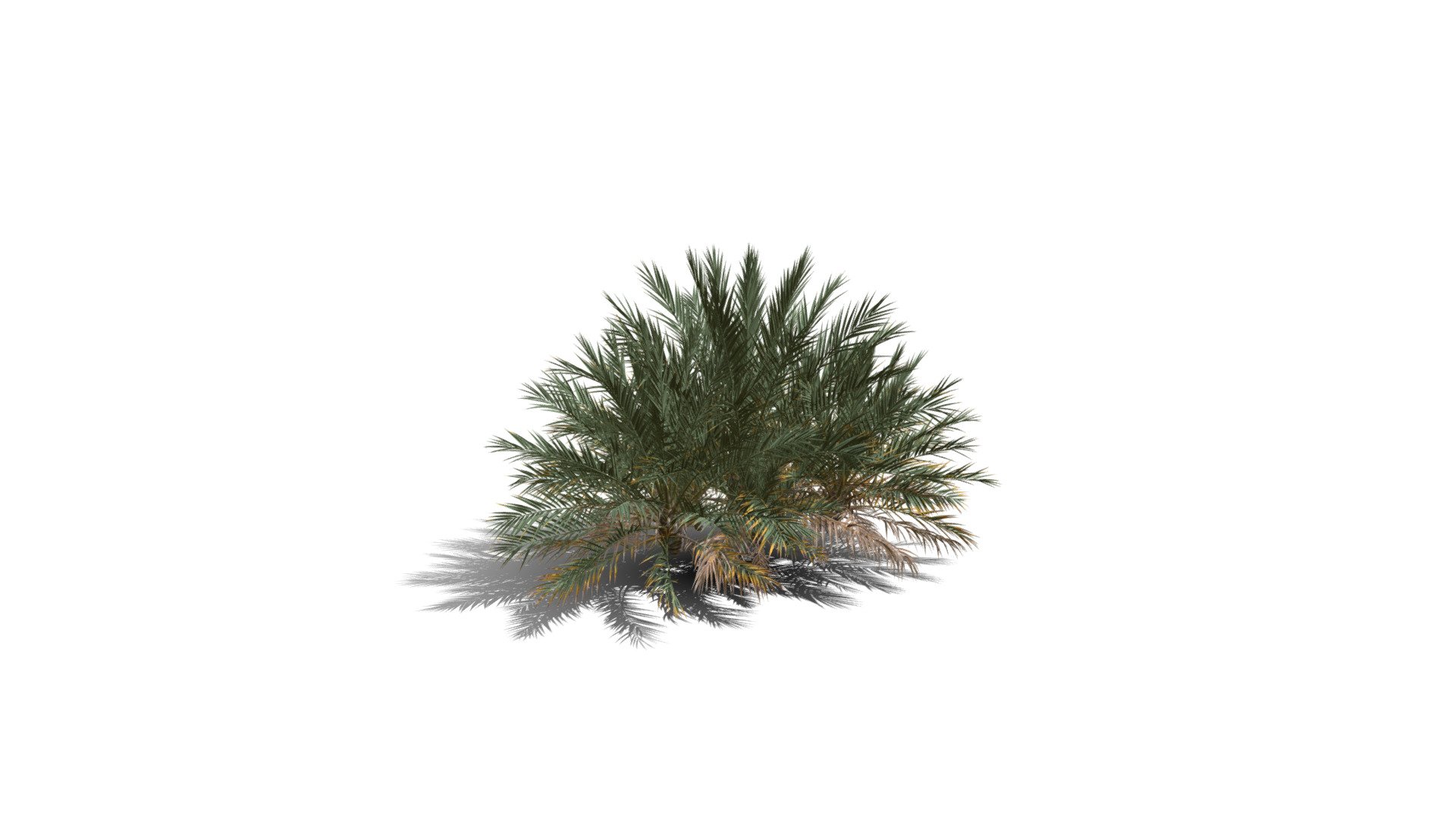 Realistic HD Date palm (34/78) - Download Free 3D model by PlantCatalog ...