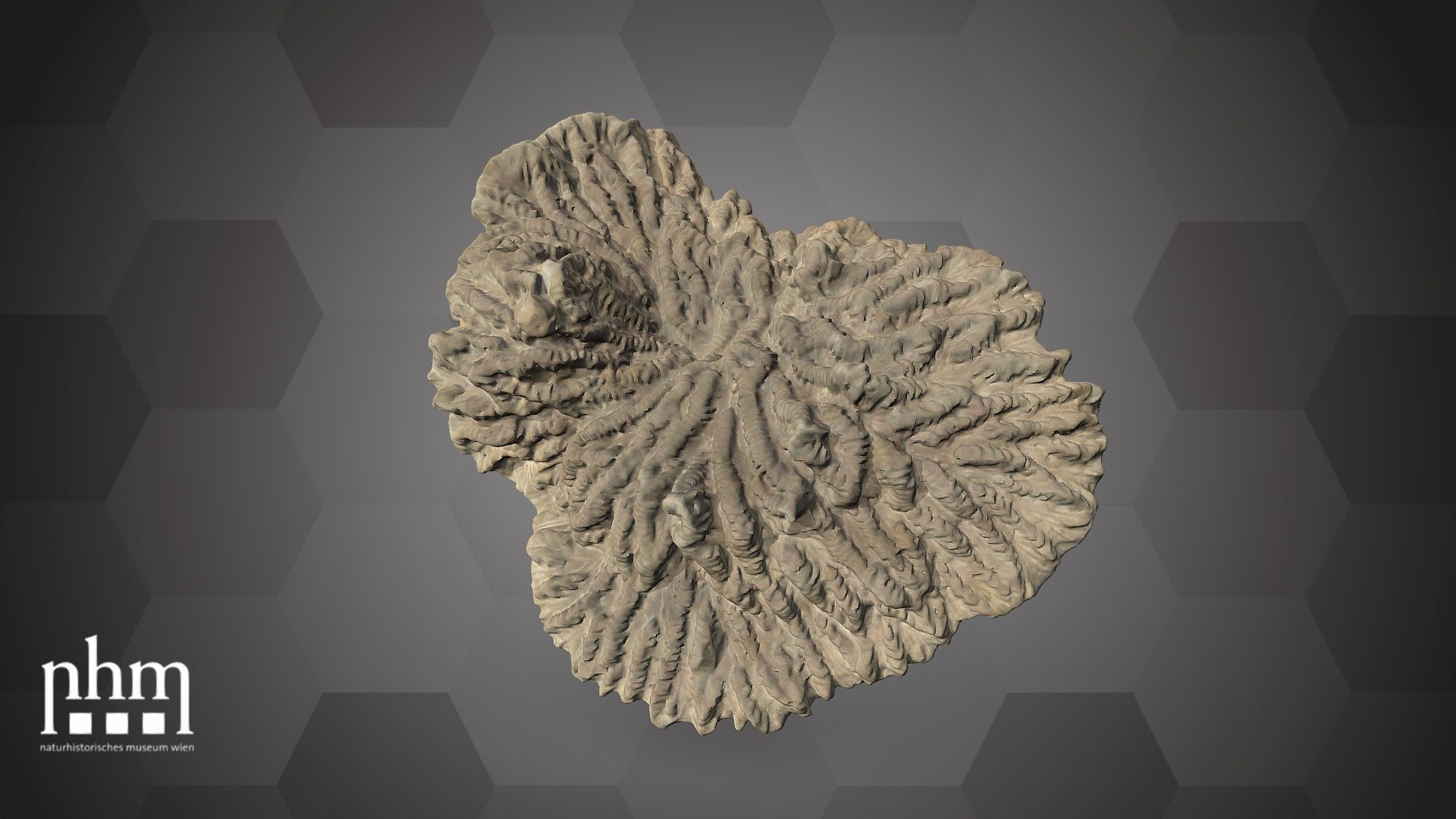 Merulina ampliata (NHMW-Zoo3-EV15368) - Download Free 3D model by ...