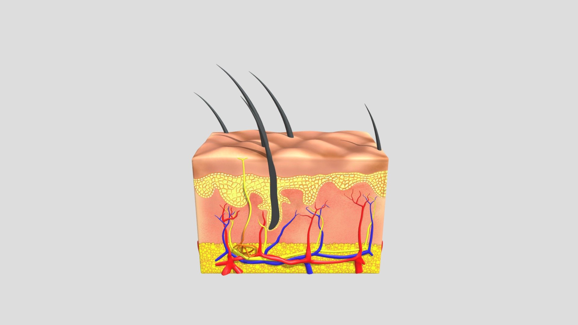 Skin diagram - 3D model by Iriyana_ploy [47bba83] - Sketchfab