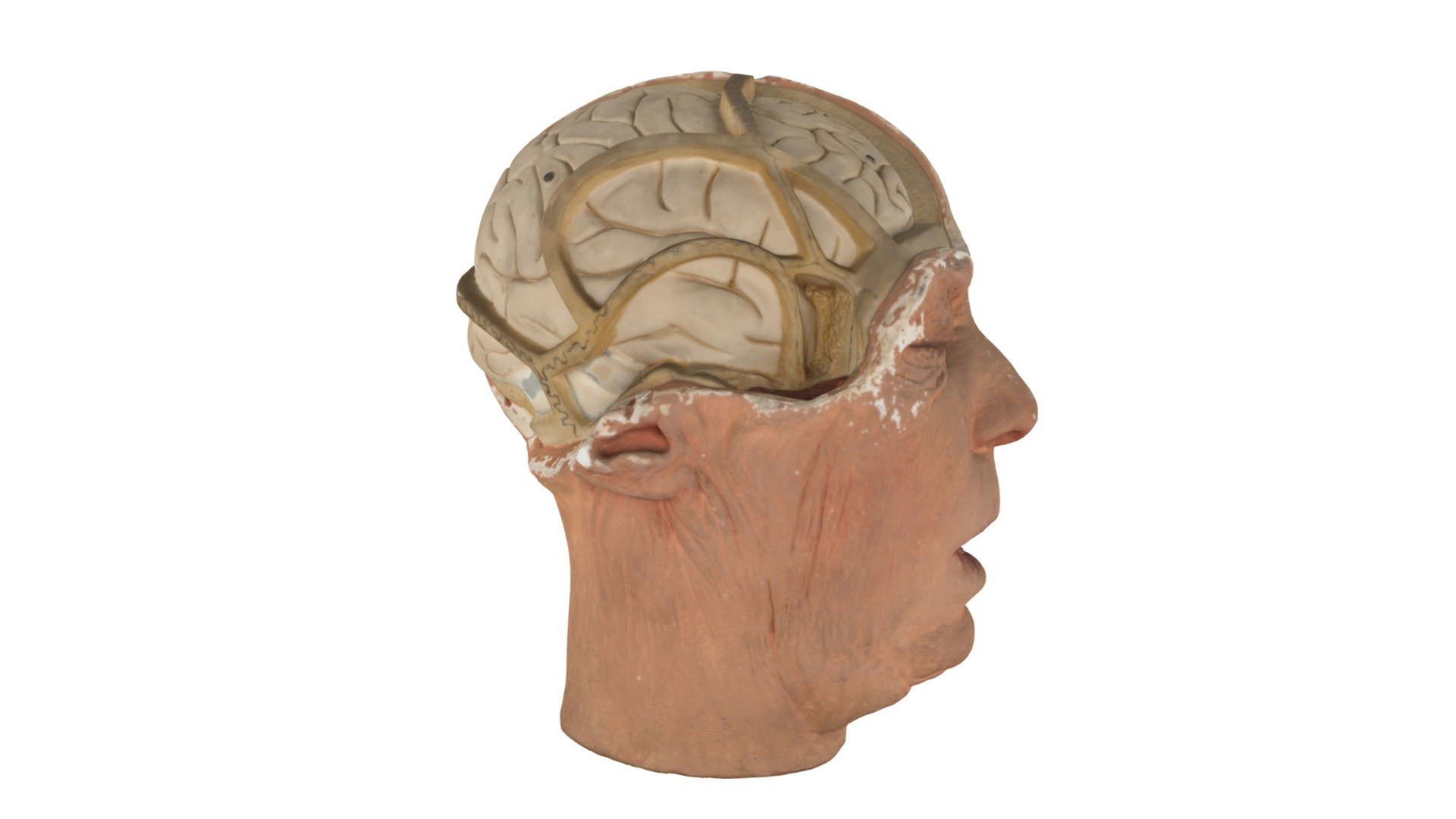 Head Of Man (Decimated) - Download Free 3D model by Harvard Library ...