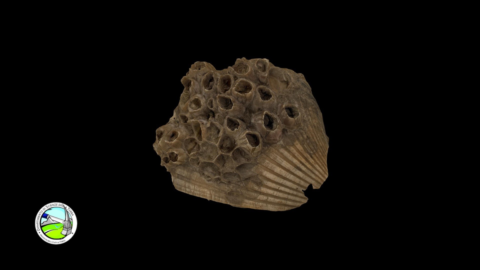 Balanus - 3D model by Dipartimento di Scienze della Terra - UniTo ...
