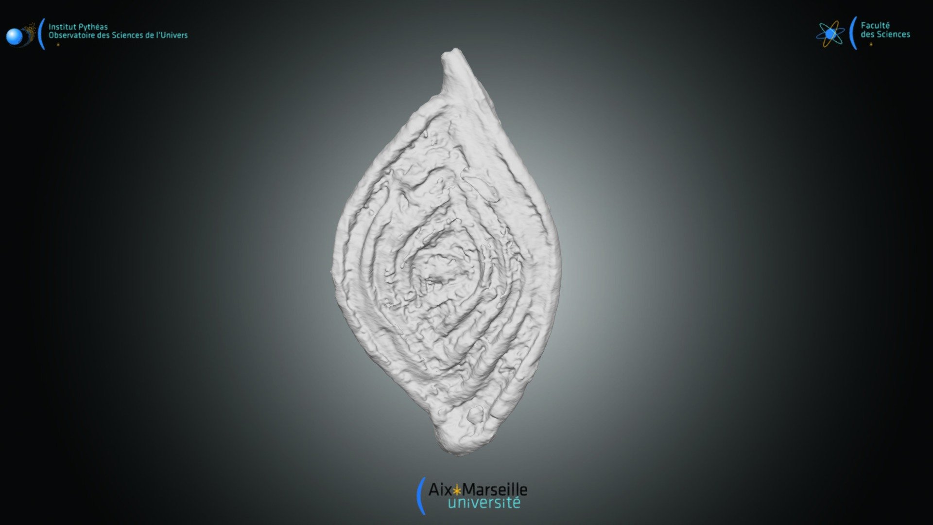 Foraminifera - Spiroloculina sp. - Download Free 3D model by Secteur ...