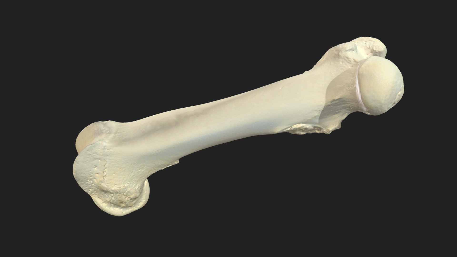 femur (os femoris) pig - 3D model by vetanatMunich [47ca2f4] - Sketchfab