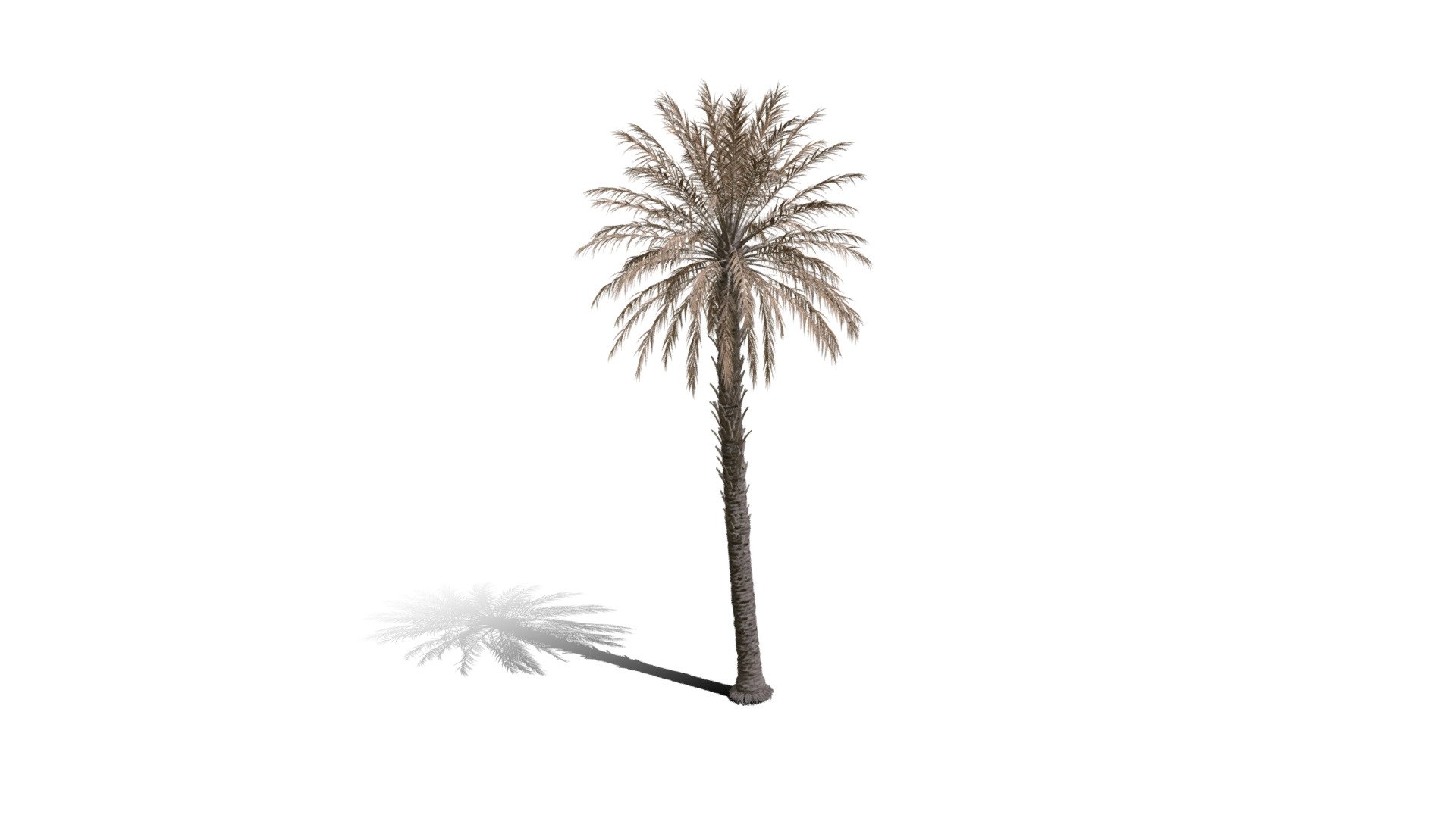 Realistic HD Date palm (62/78) - Download Free 3D model by PlantCatalog ...