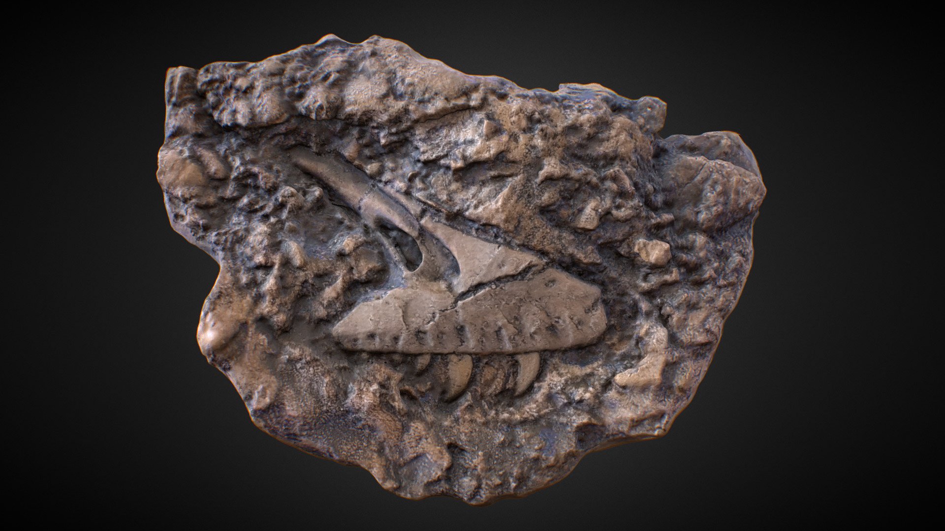 Acheroraptor Maxilla - 3D model by Olof Moleman (@lordtrilobite ...