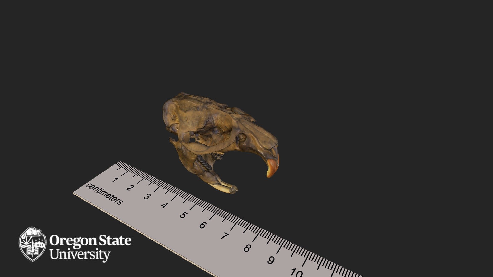 Odantra Zibethicus (muskrat) - FW 1491 - Download Free 3D model by ...
