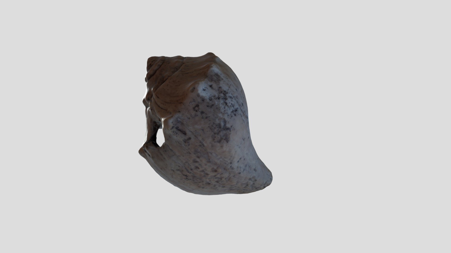Artifact 5 - Conch Shell - Sanford Museum - Download Free 3D model by ...