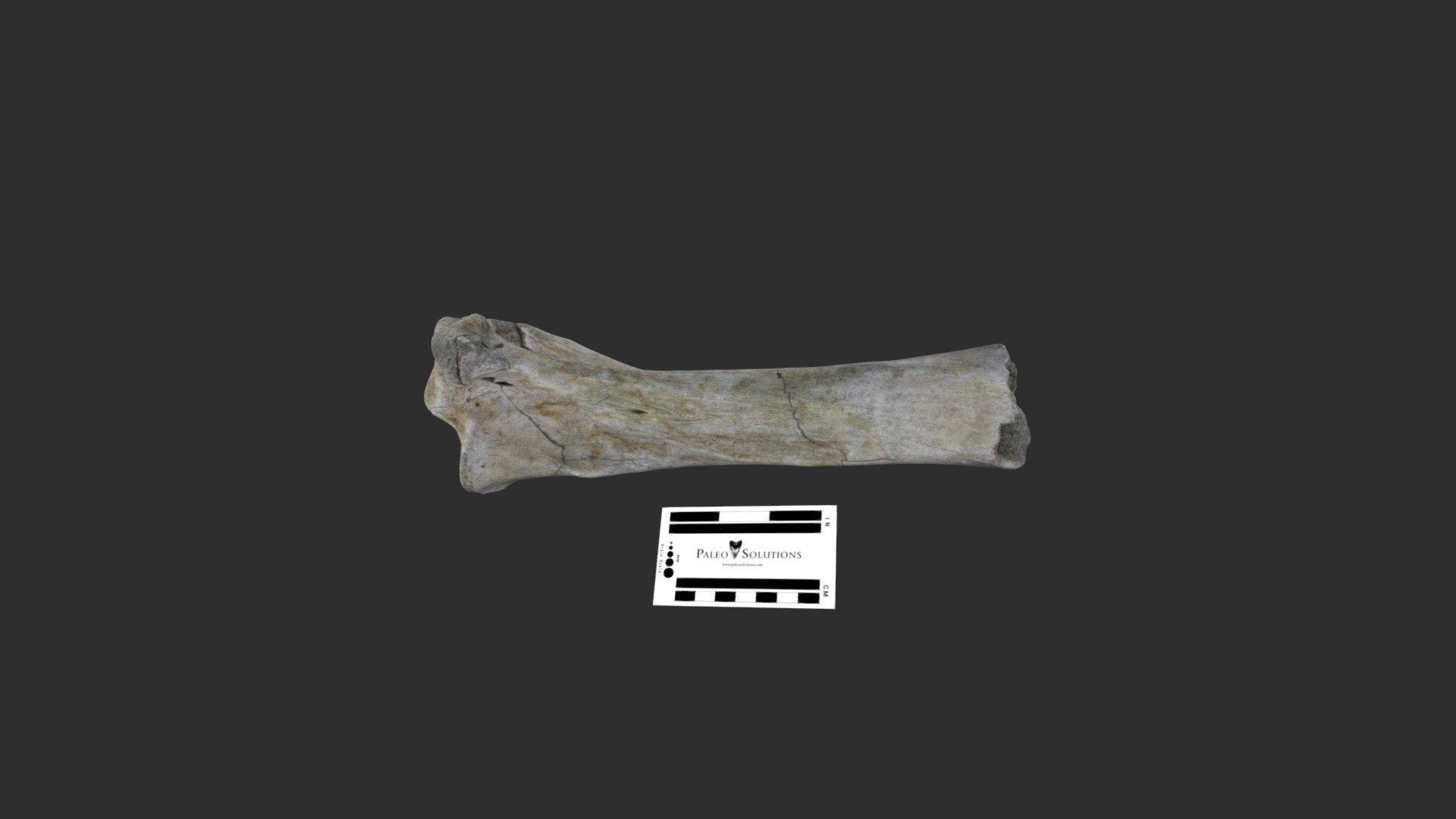 Bison antiquus tibia - 3D model by Paleo Solutions, Inc. (@bwebster ...