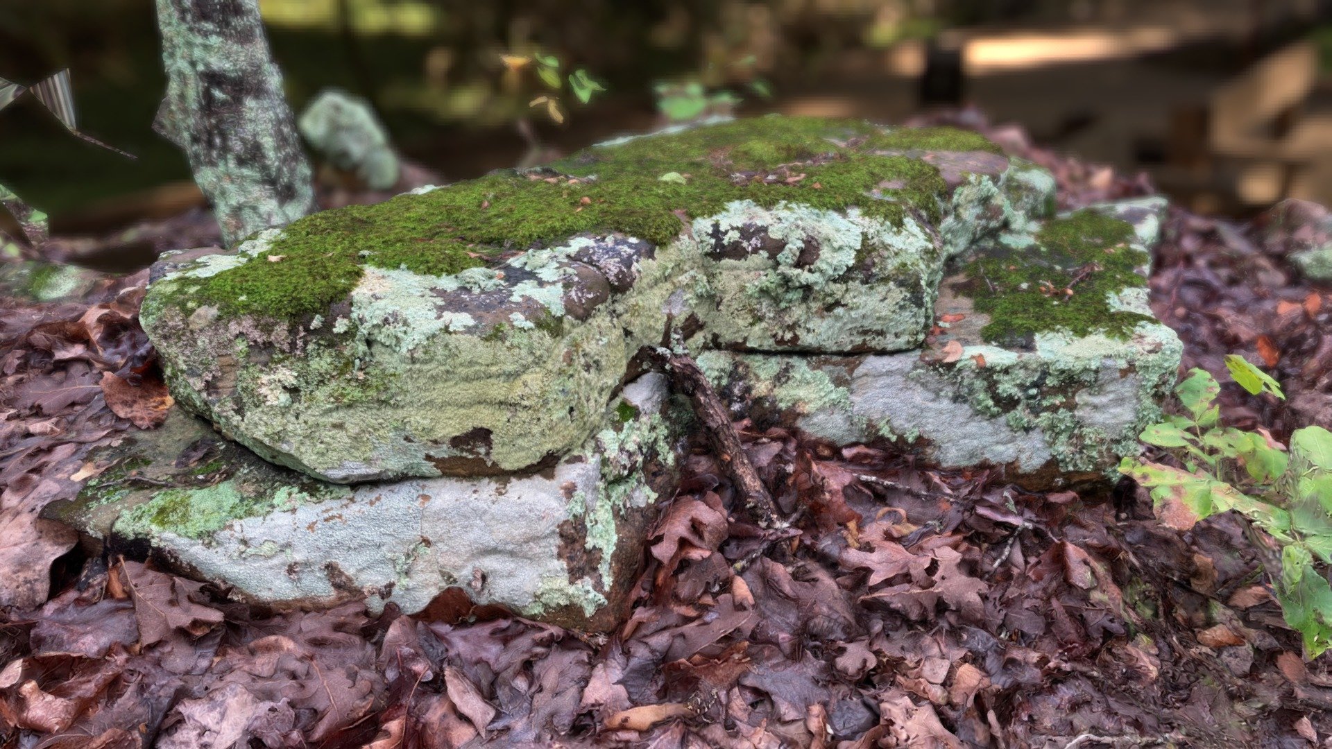 Mossy Rock on Forest Floor - Photogrammetry Scan - Buy Royalty Free 3D ...