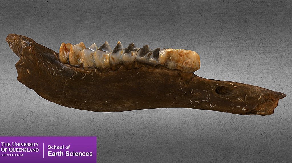 Kangaroo Mandible (Protemnodon anak) - 3D model by nate_siddle (@nate ...