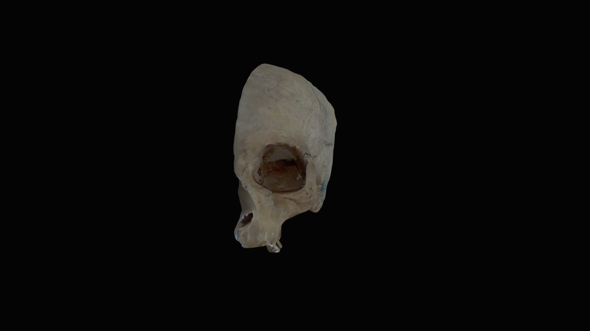 Lateral view of skull - 3D model by prajjawalit [47dc177] - Sketchfab