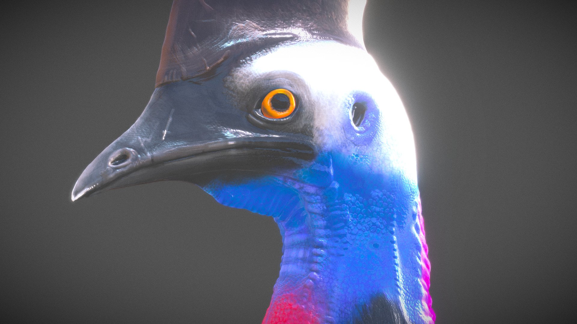 Cassowary - 3D model by CoolBluOfficial™ (@CoolBluOfficial) [47e0592 ...