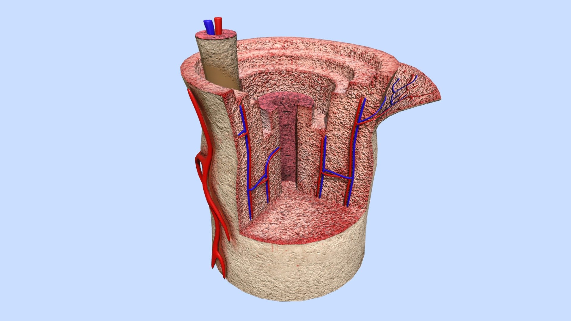 Human Bone Section Anatomy - 3D model by arloopa [47e6cc0] - Sketchfab